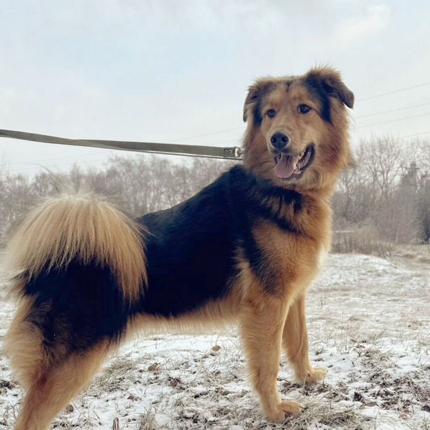 Классный пес Гарик в добрые руки