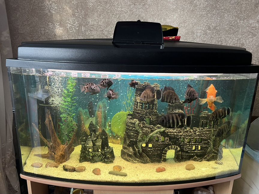 Два аквариума