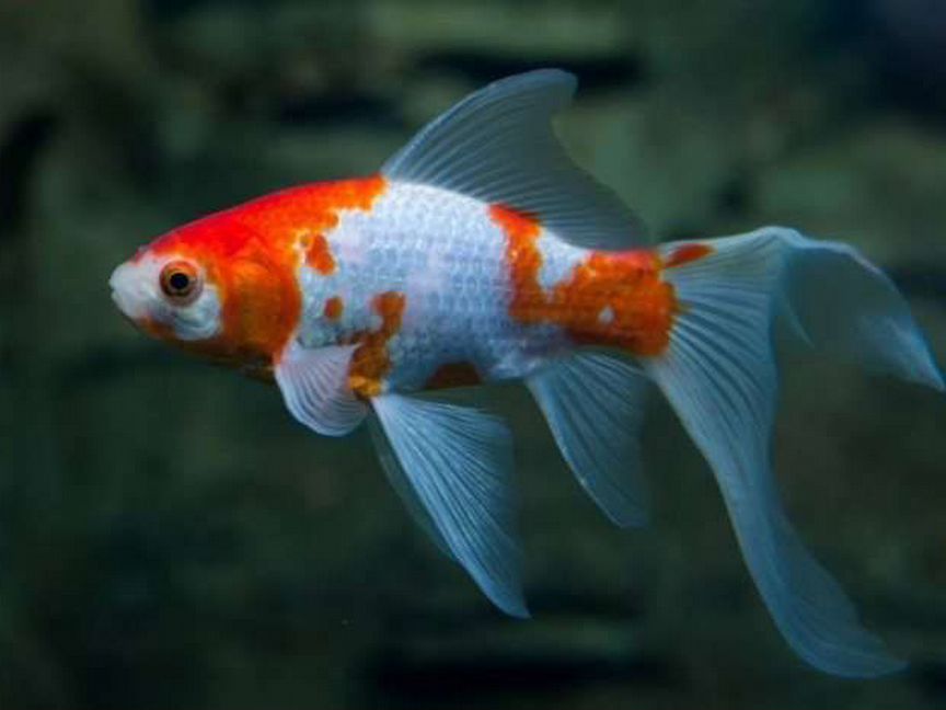 Декоративные прудовые рыбки Кометы