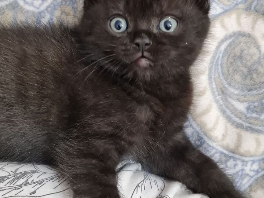 Котёнок британский