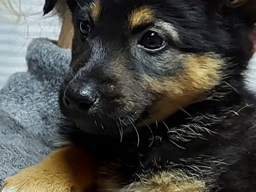 Щенок Ладушка около 2 мес с доставкой