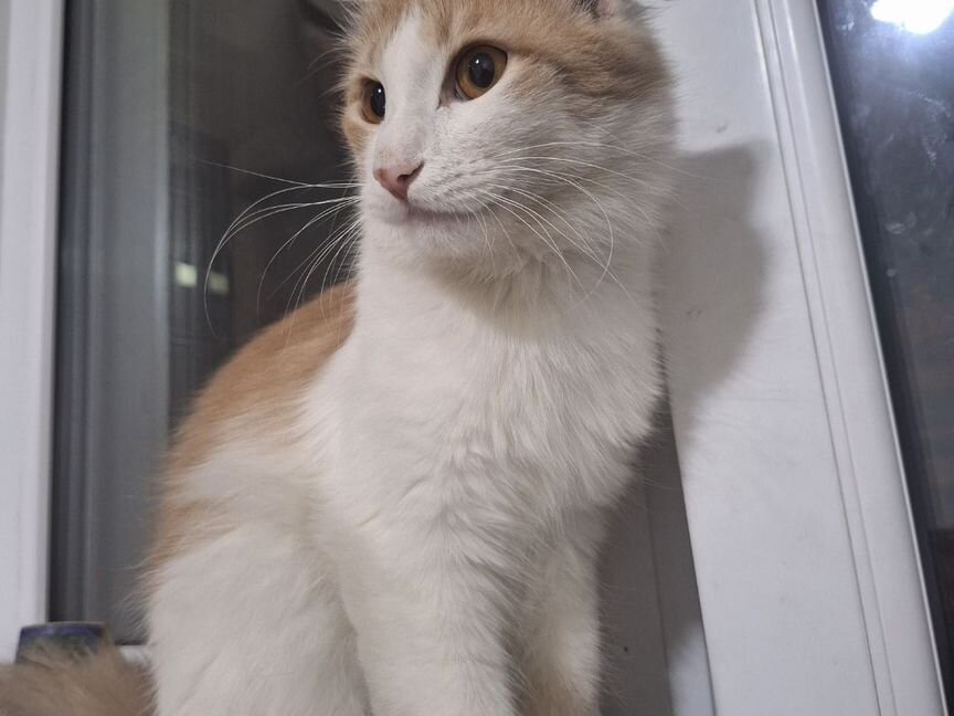 Рыжий котенок в добрые руки бесплатно