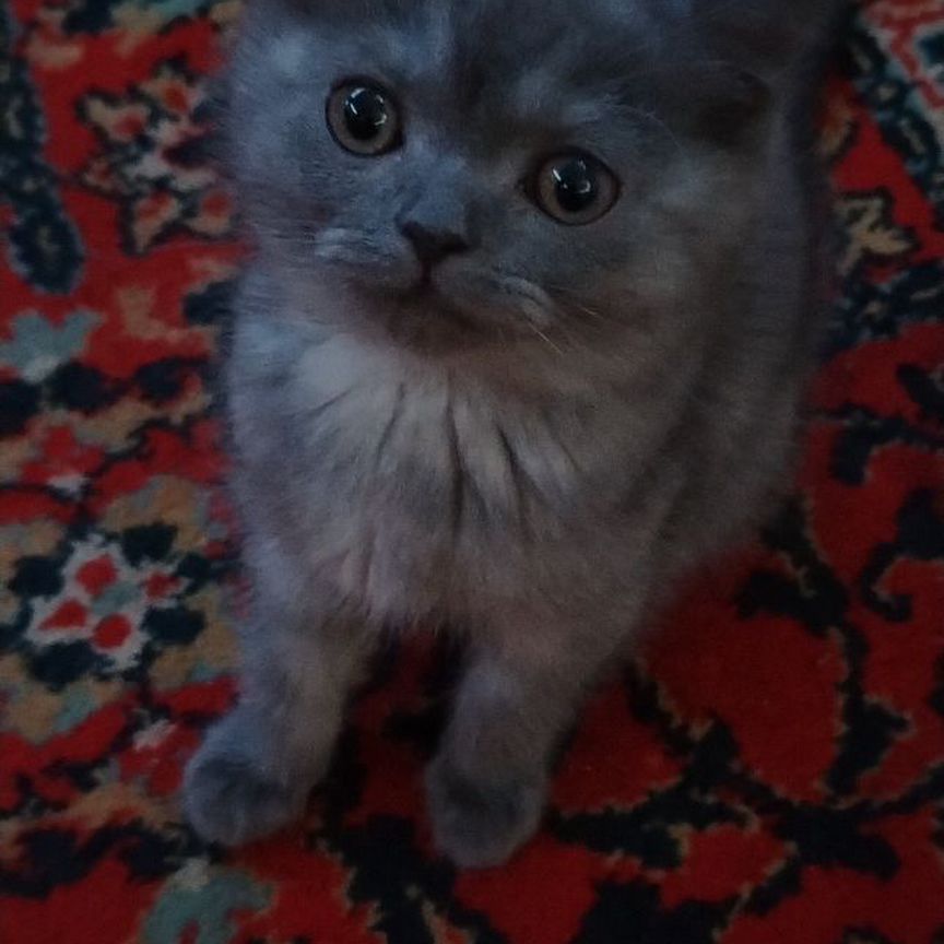 Шотландская прямоухая