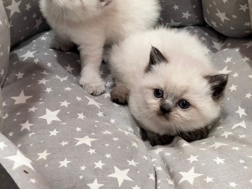 Британские котята