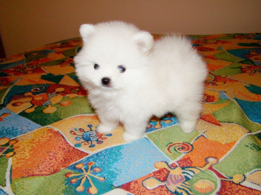 Шпиц малюсенький мальчишка