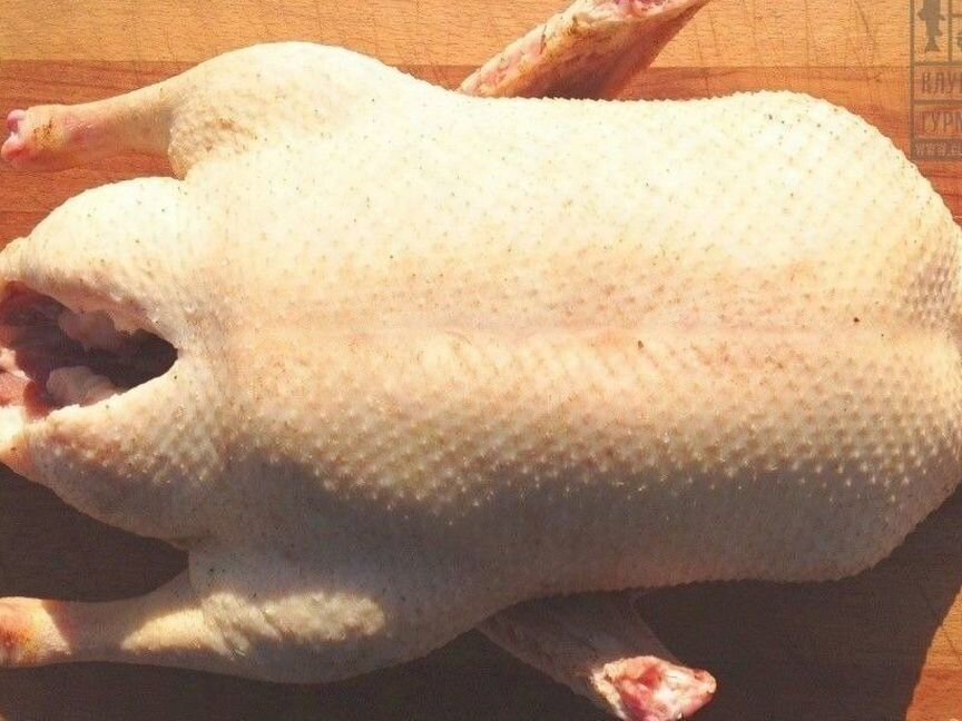 Продаю гусей