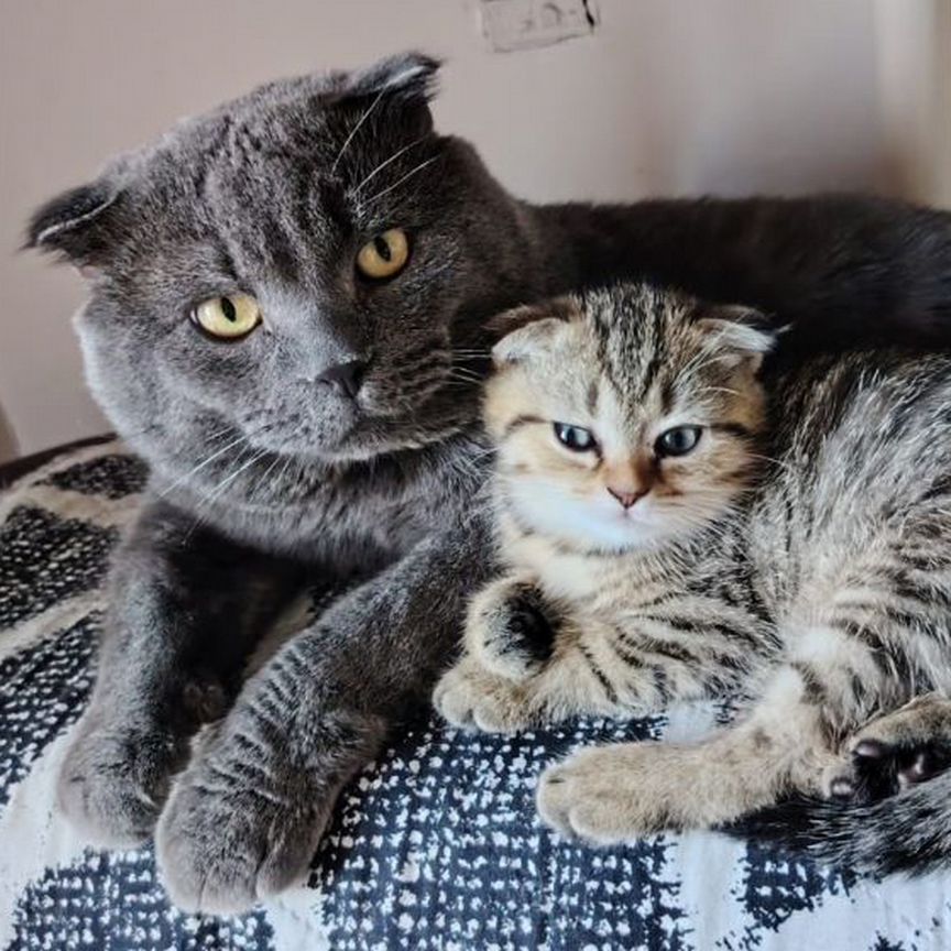 Шотландский вислоухий короткошёрстный котёнок