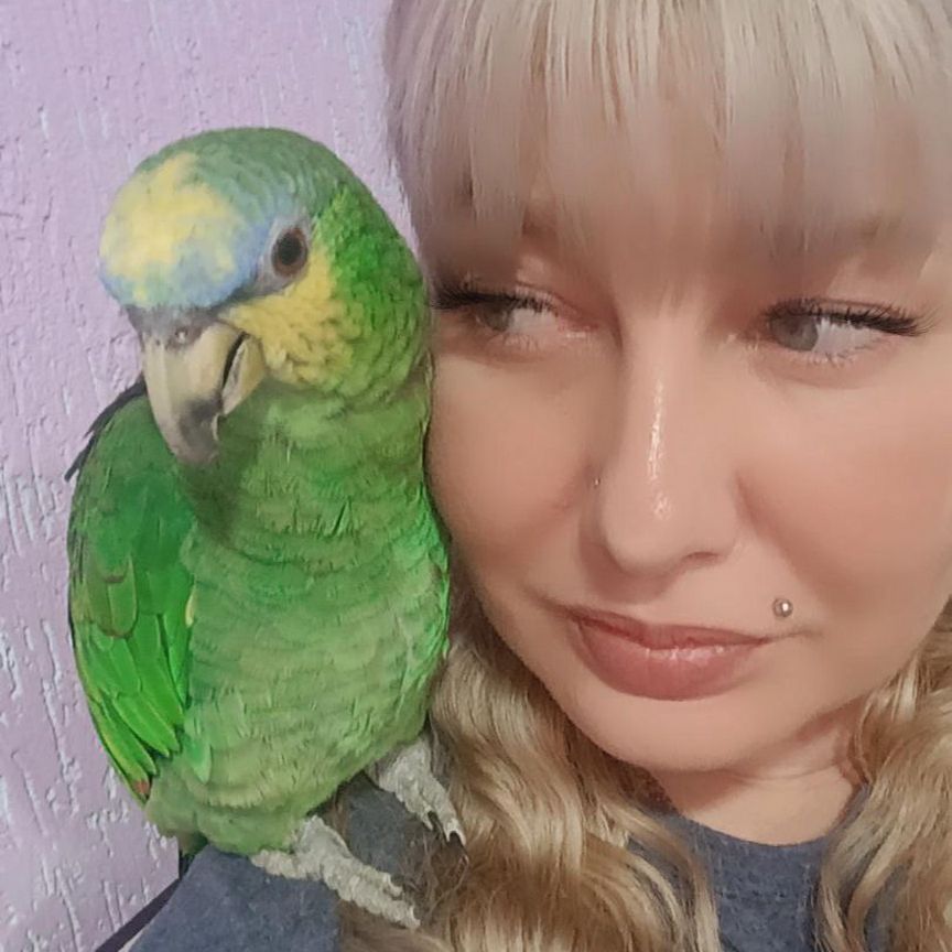 Попугай Венесуэльский Амазон