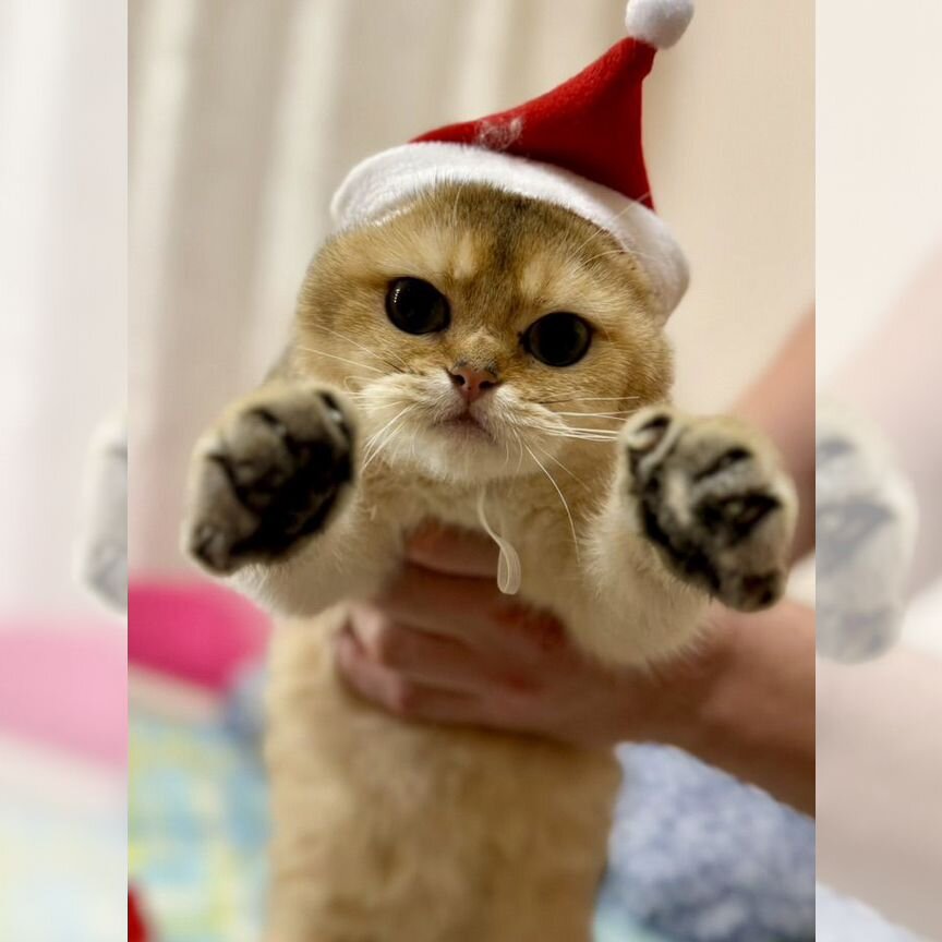 Британская короткошёрстная, взрослая кошка