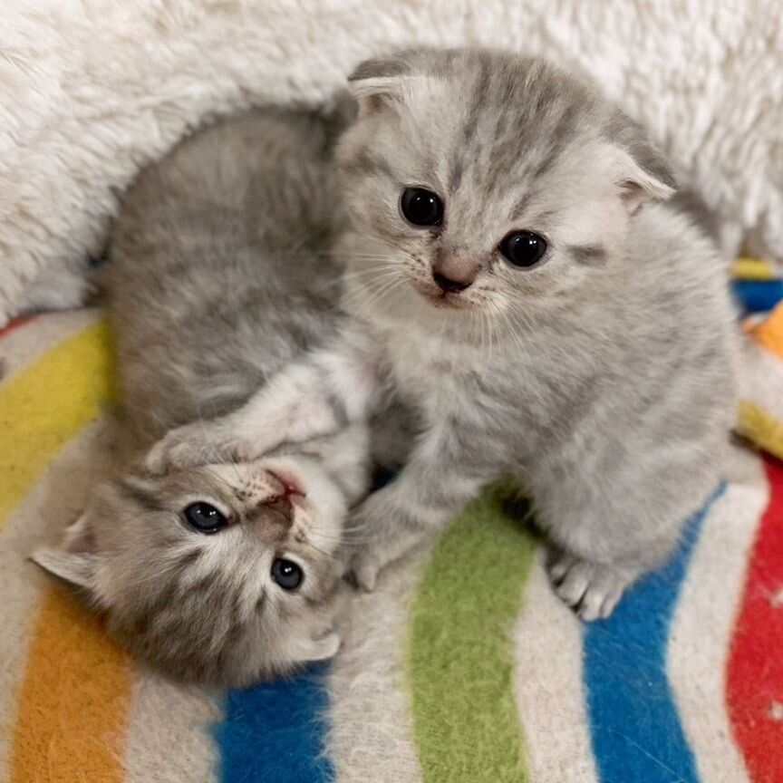 Шотландские вислоухие котята