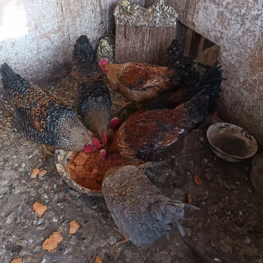 Продам молодых петухов