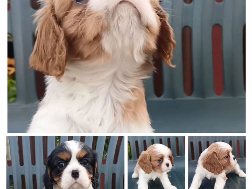 РКФ. Щенки ккчс