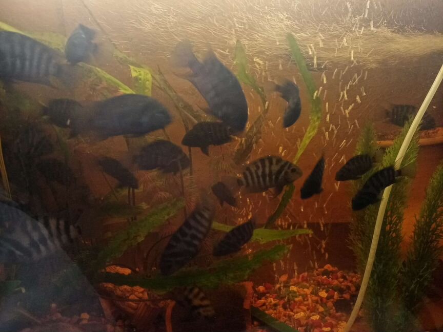 Аквариумый рыбки