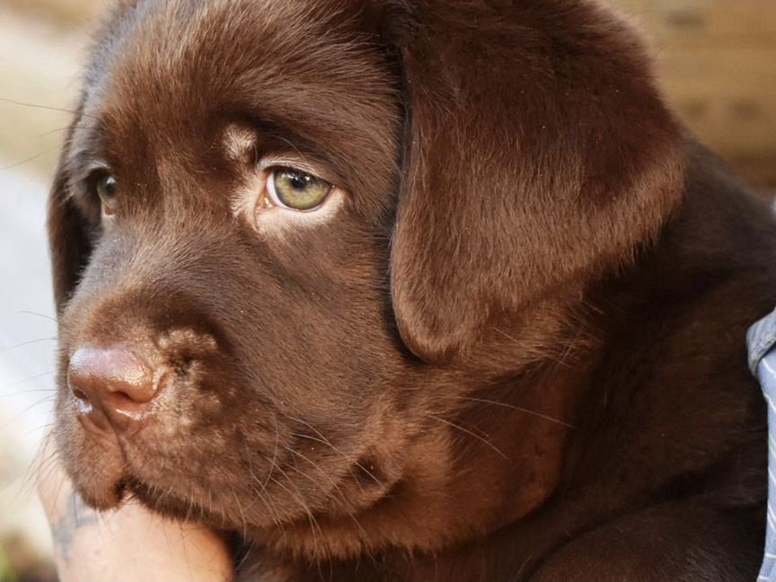 Щенок 1,5 мес. - кобель шоколадный