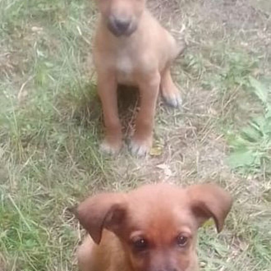 Щенки мальчик