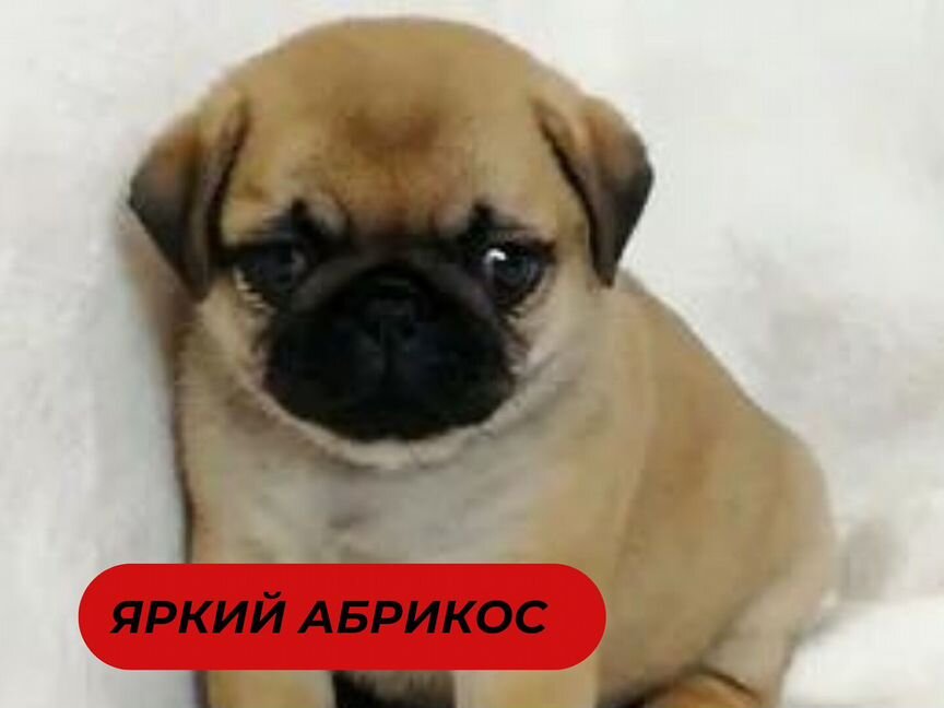 Мопсята