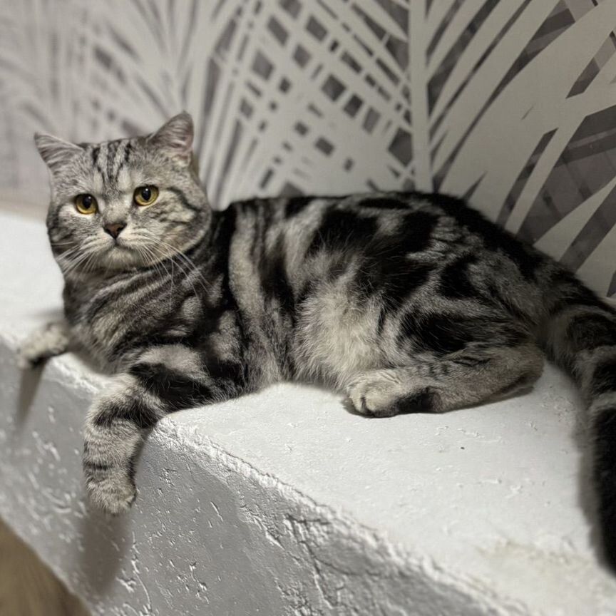 Шотландский кот на вязку