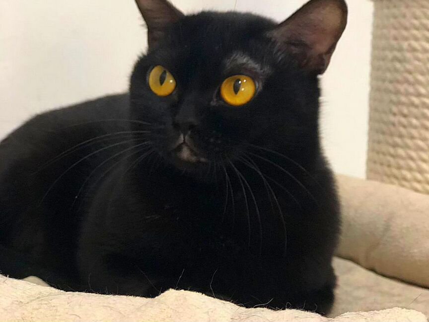 Бомбейские кошки мальчик и девочка