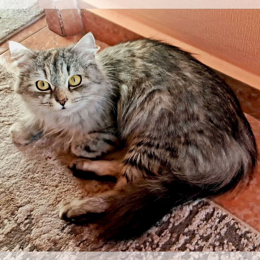 Норвежская лесная, взрослая кошка