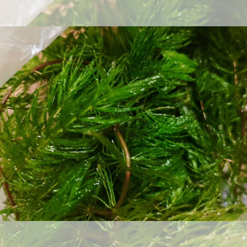 Водоросли для аквариума