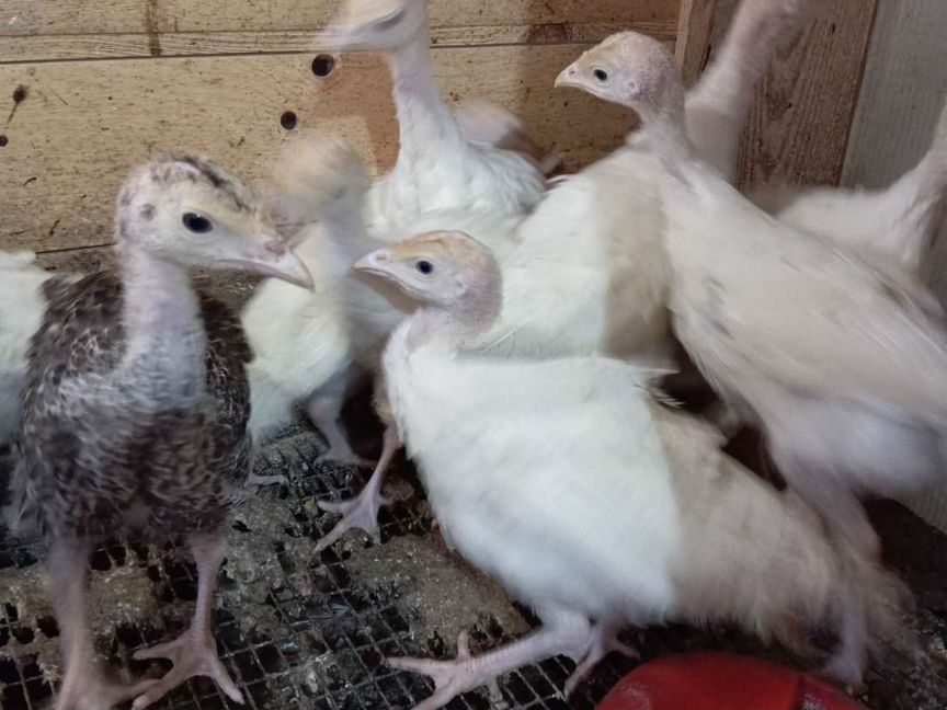 Индюки индюшата