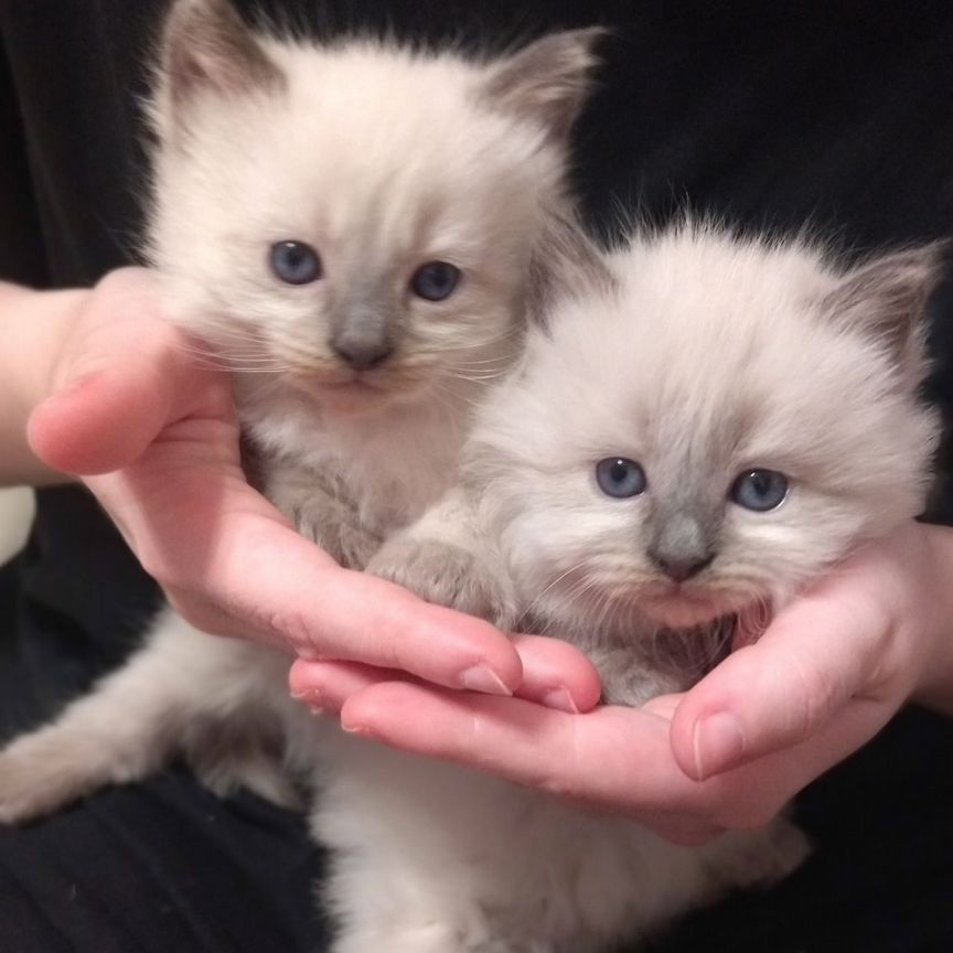 Котята