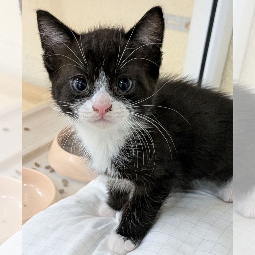 Котёнок в добрые руки