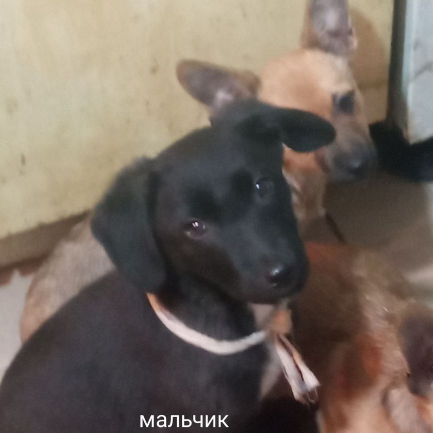 Щенок в добрые руки бесплатно