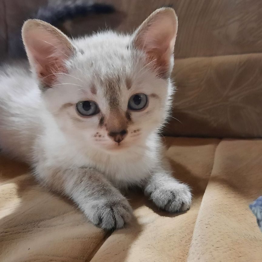 Тайская кошечка