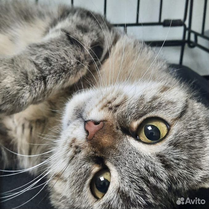 Кошечка Шпротинка в хорошие руки бесплатно