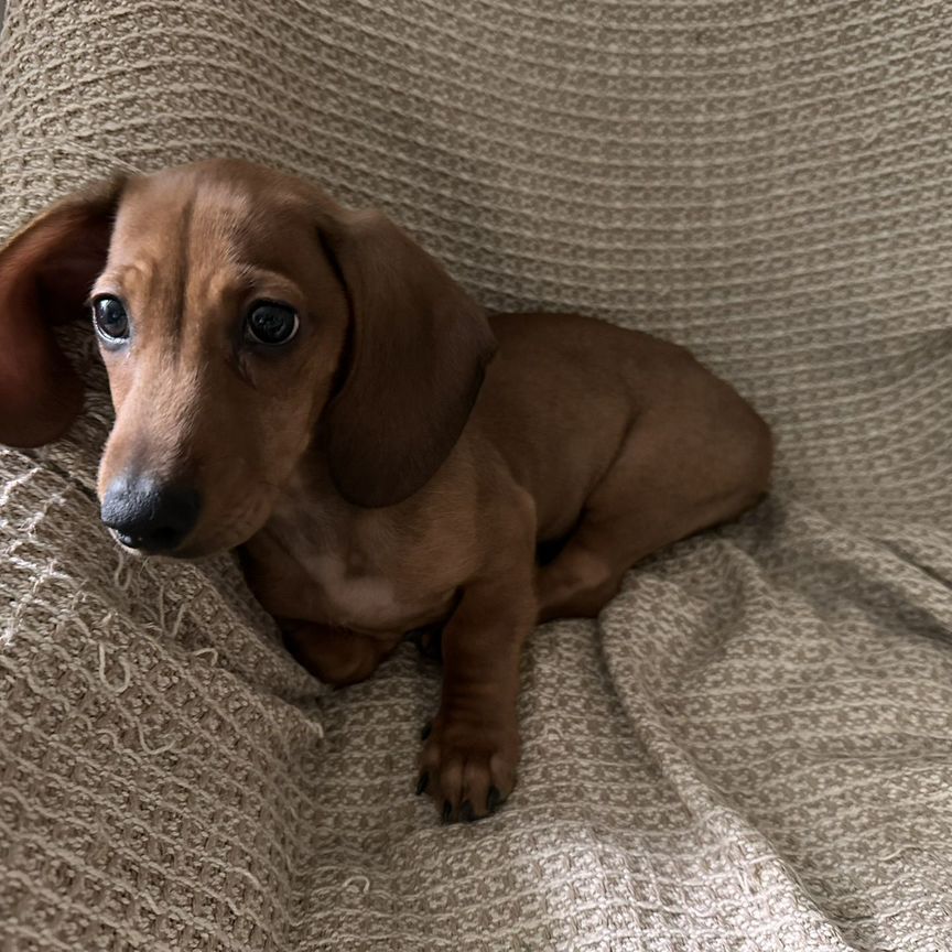 Такса, 4 месяца