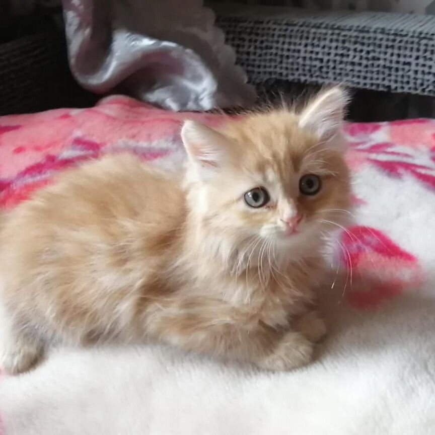 Котята 1.5 месяца