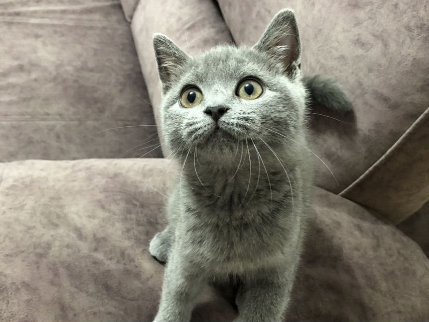 Шотланский котенок девочка