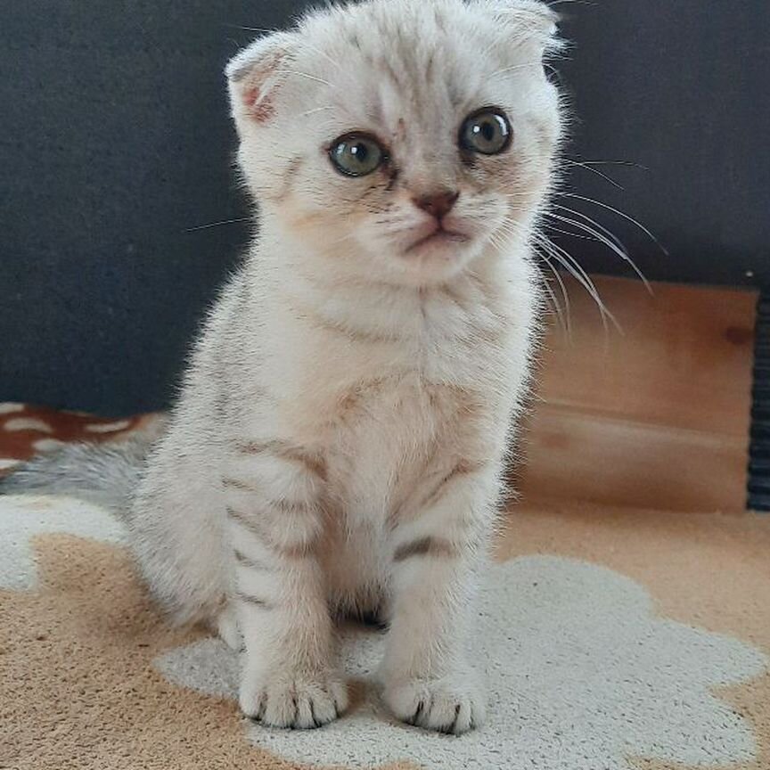 Шотландский вислоухий короткошёрстный котёнок