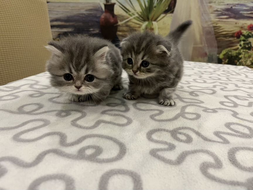 Шотландские котята с родословной