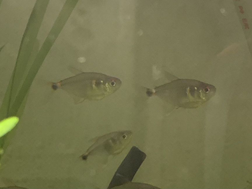 Обменяю рыбок на креветок