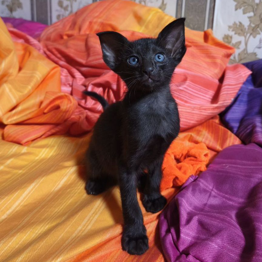 Ориентальный котёнок