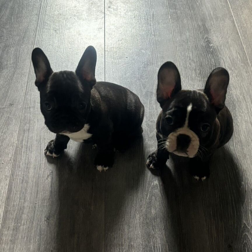 Французский бульдог