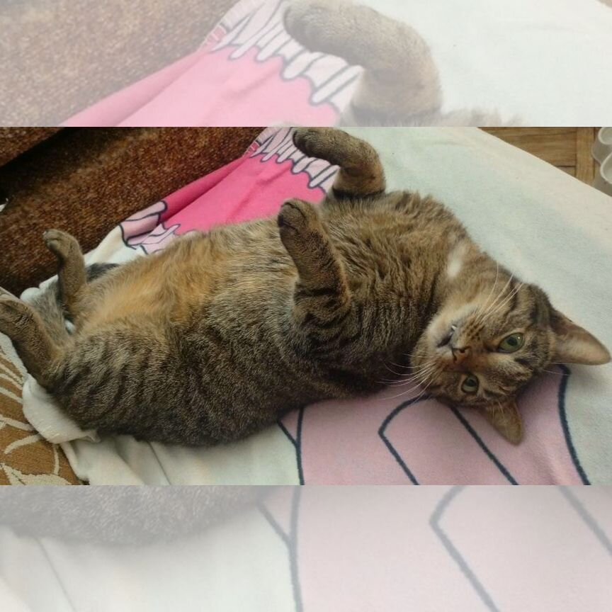 Полосатый кот