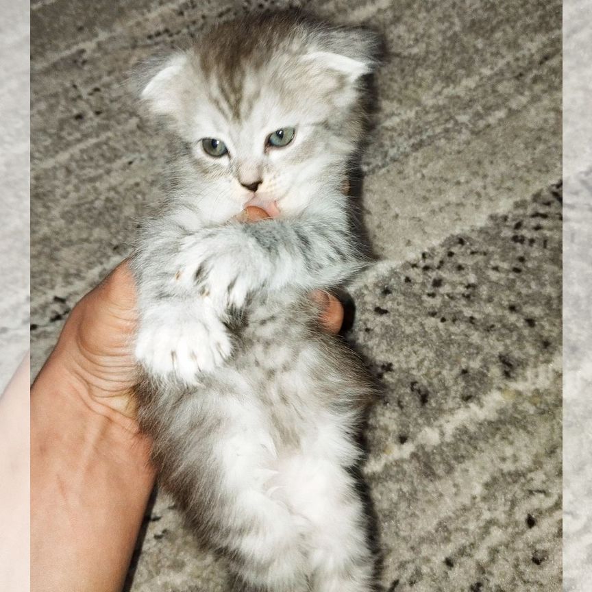 Котята
