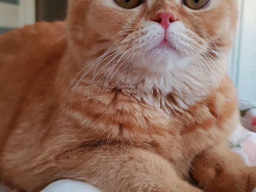 Шотландская кошка