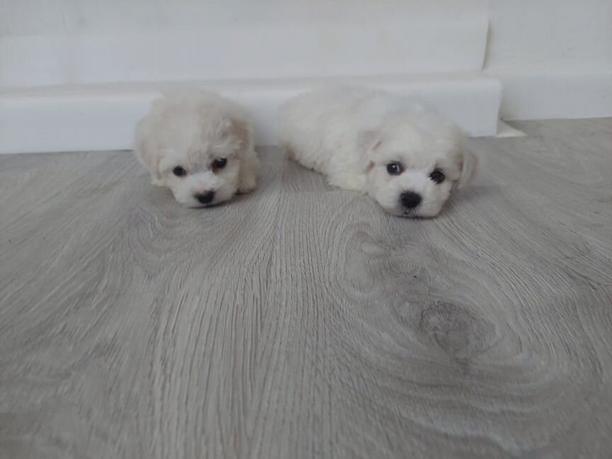 Щенки Бишон фризе под резерв