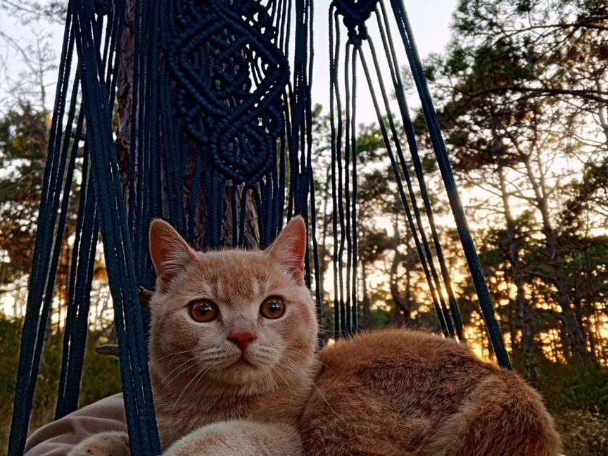 Гамак для кошек
