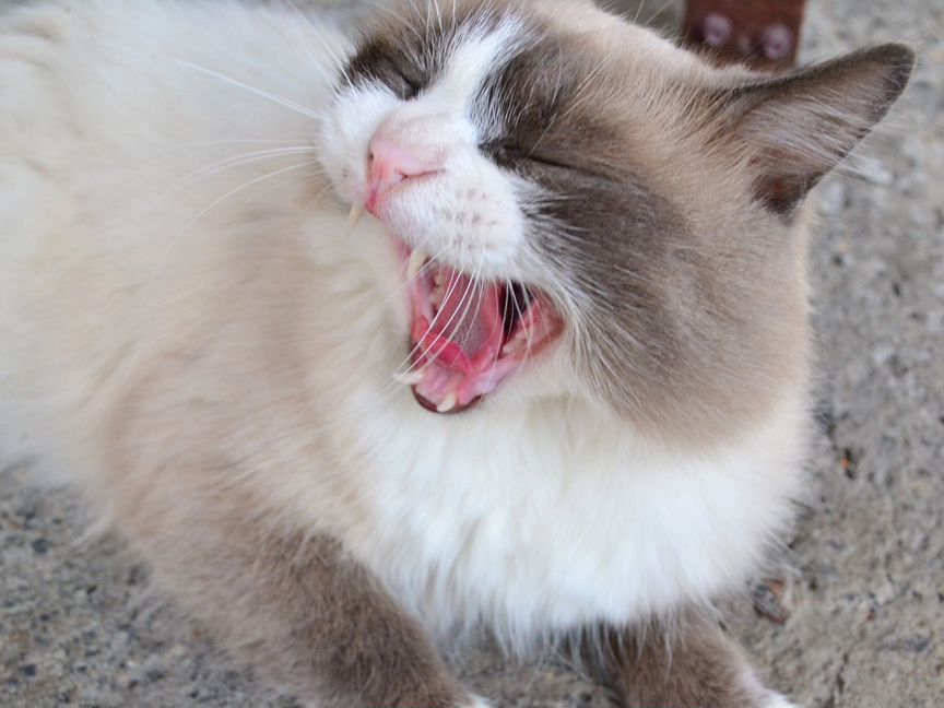 Котик в добрые руки