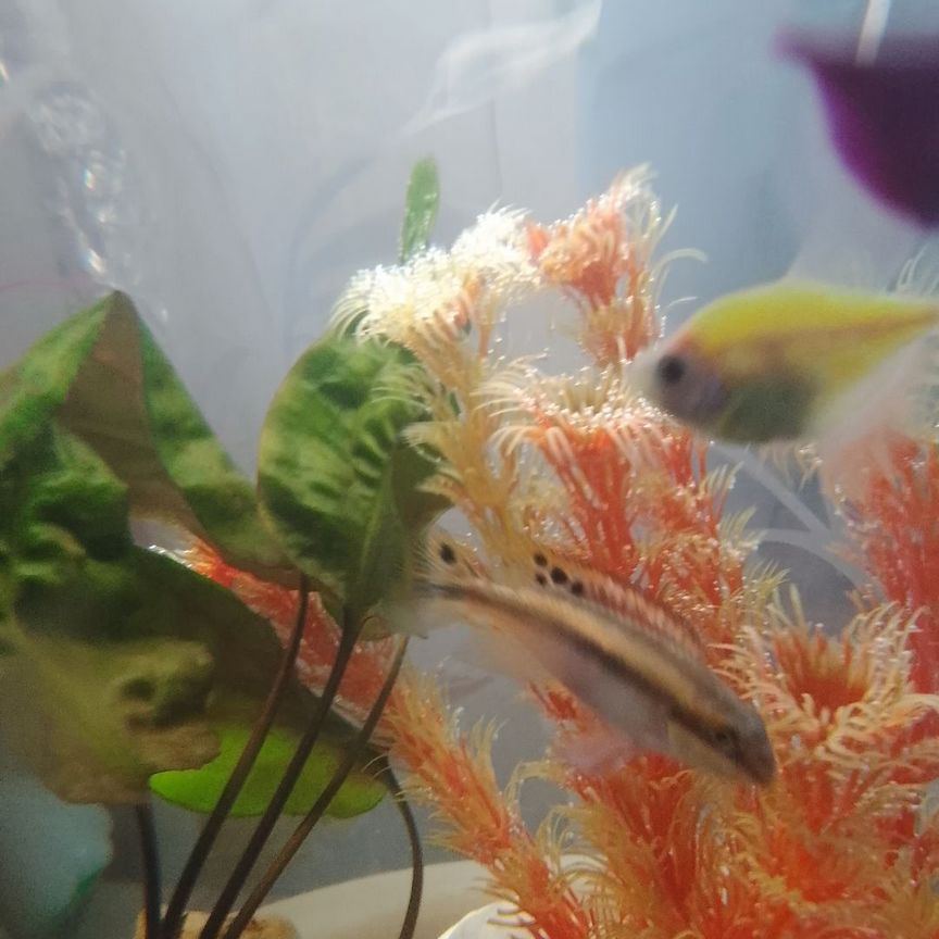 Аквариумная рыбка пельвикахромис самка