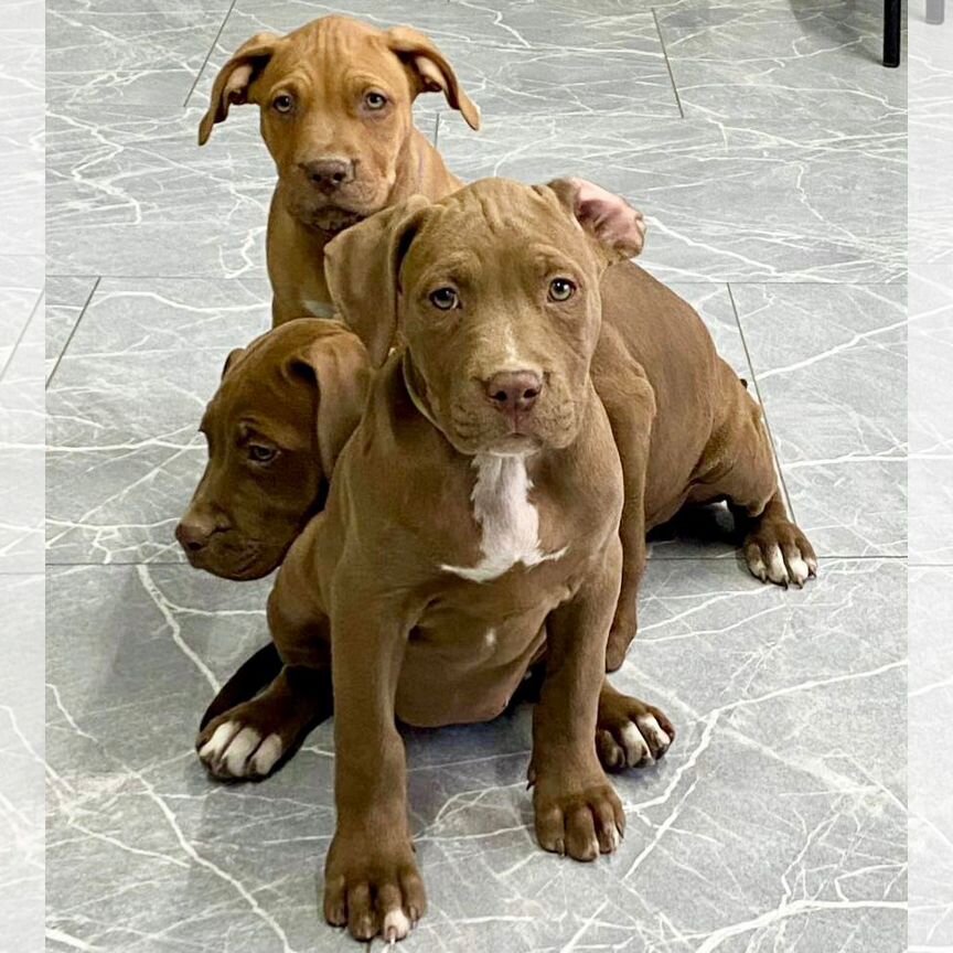 Шикарные щенки питбуля