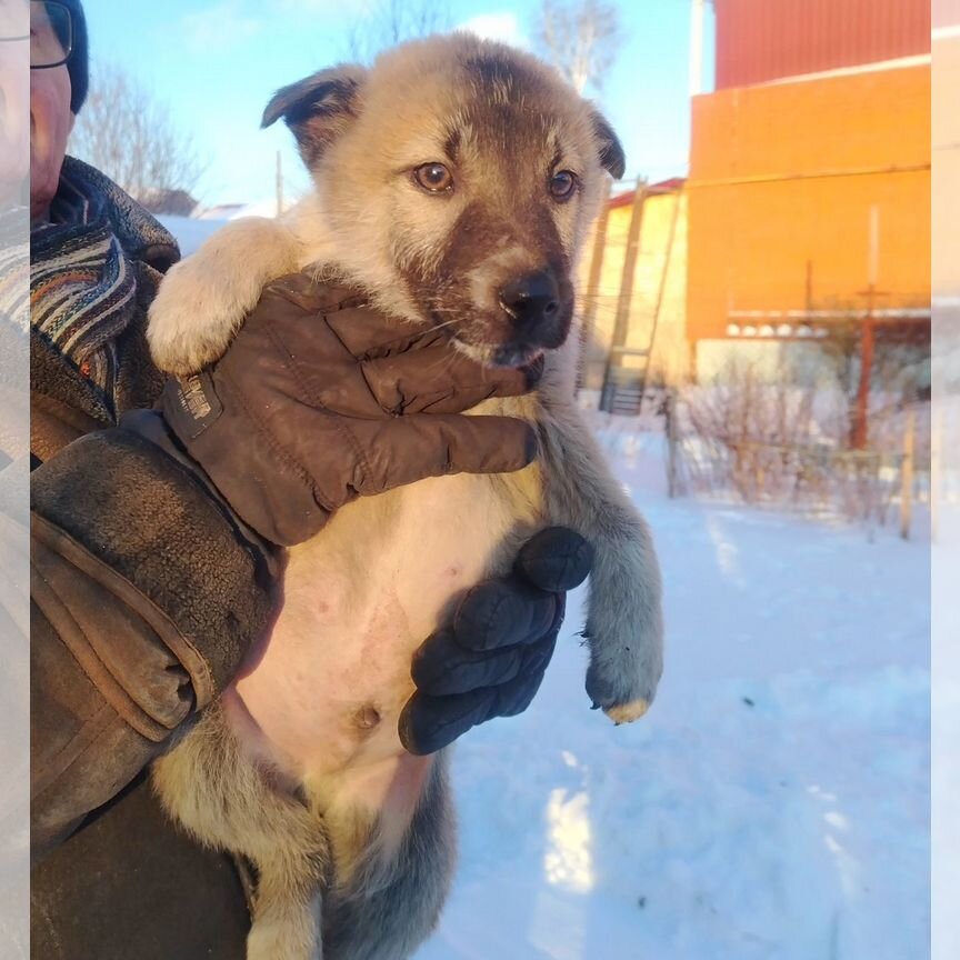 Щенок в добрые руки