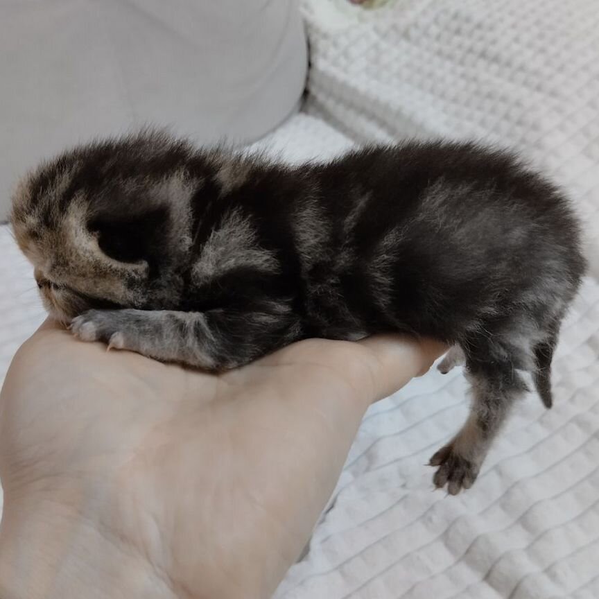 Экзотические котята черный мрамор