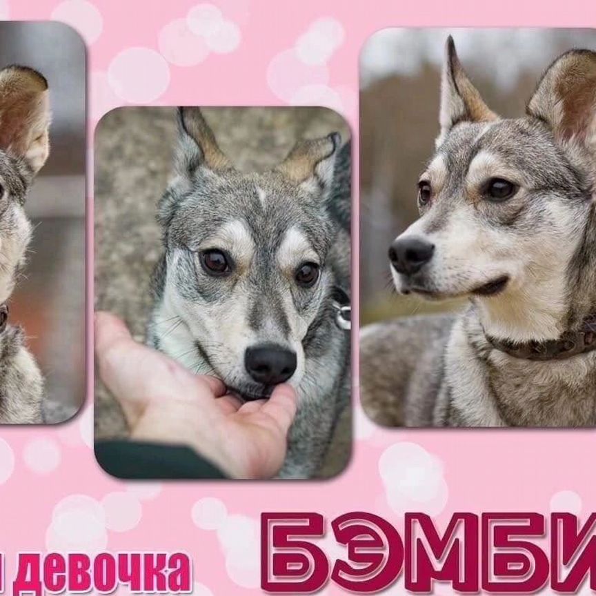 Собачка в добрые руки