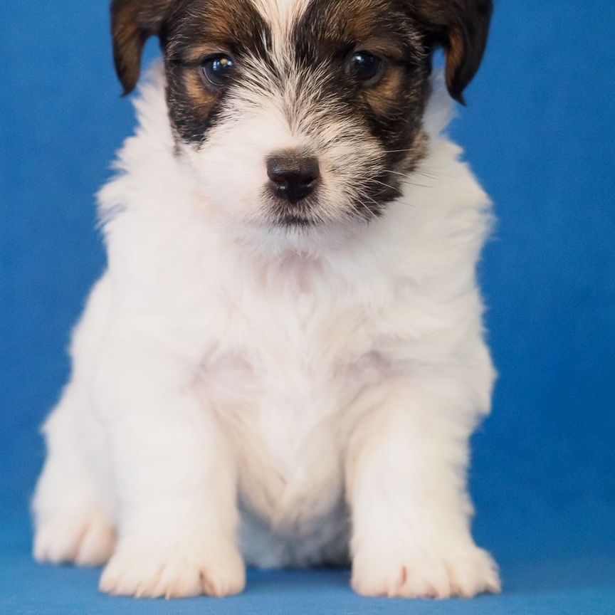 Девочка Джек Рассел терьера